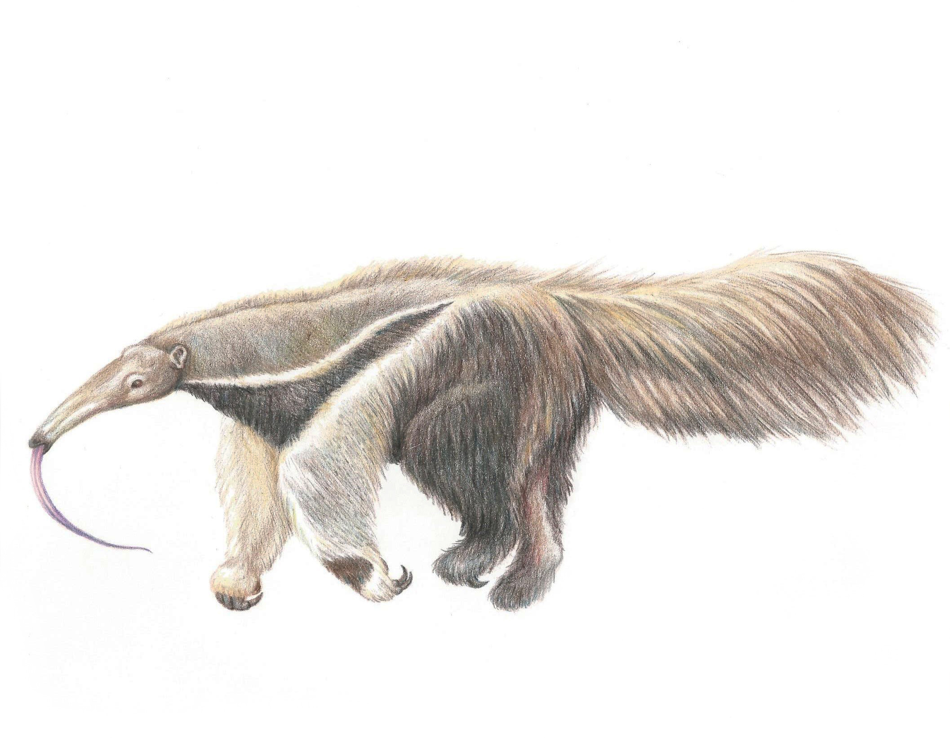 luzlunar ilustracientifica | Oso hormiguero