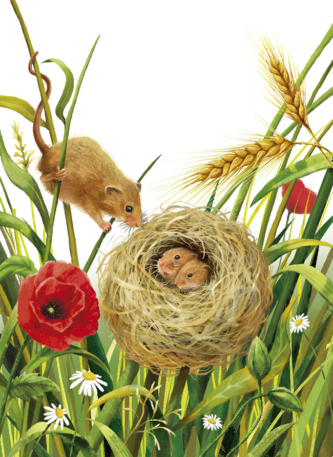 Maribel Lechuga Illustration | Season. Young beginners. Usborne.