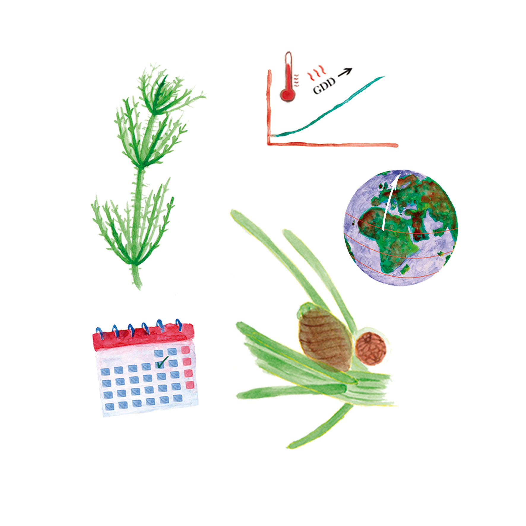 Som Somni “the Phenology Of Submerged Macrophytes From Mediterranean Wetlands As A Sentinel Of