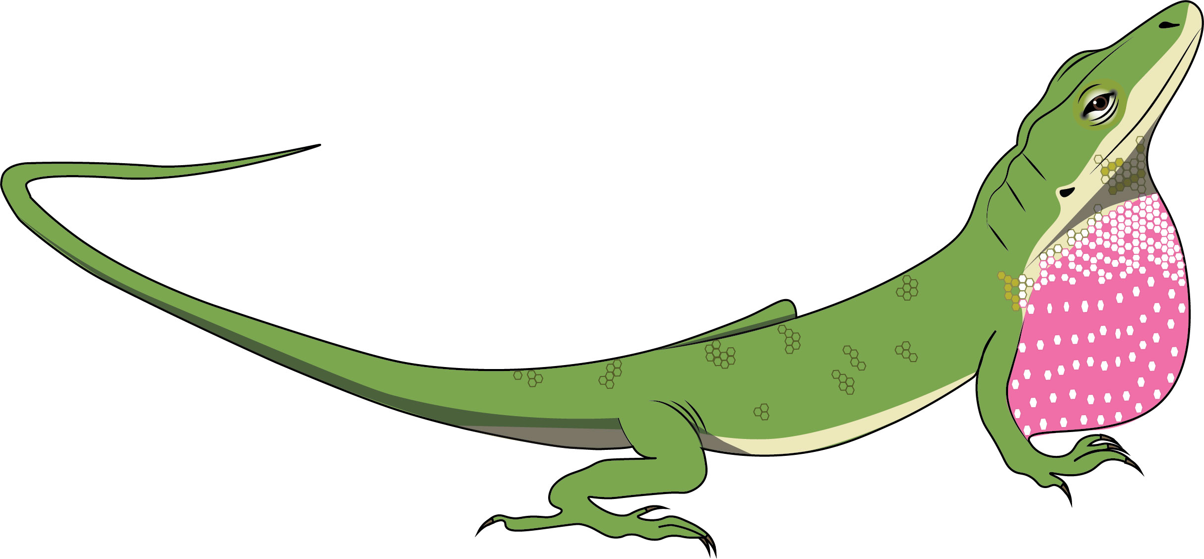Drawing Life... and Science | Green anoles
