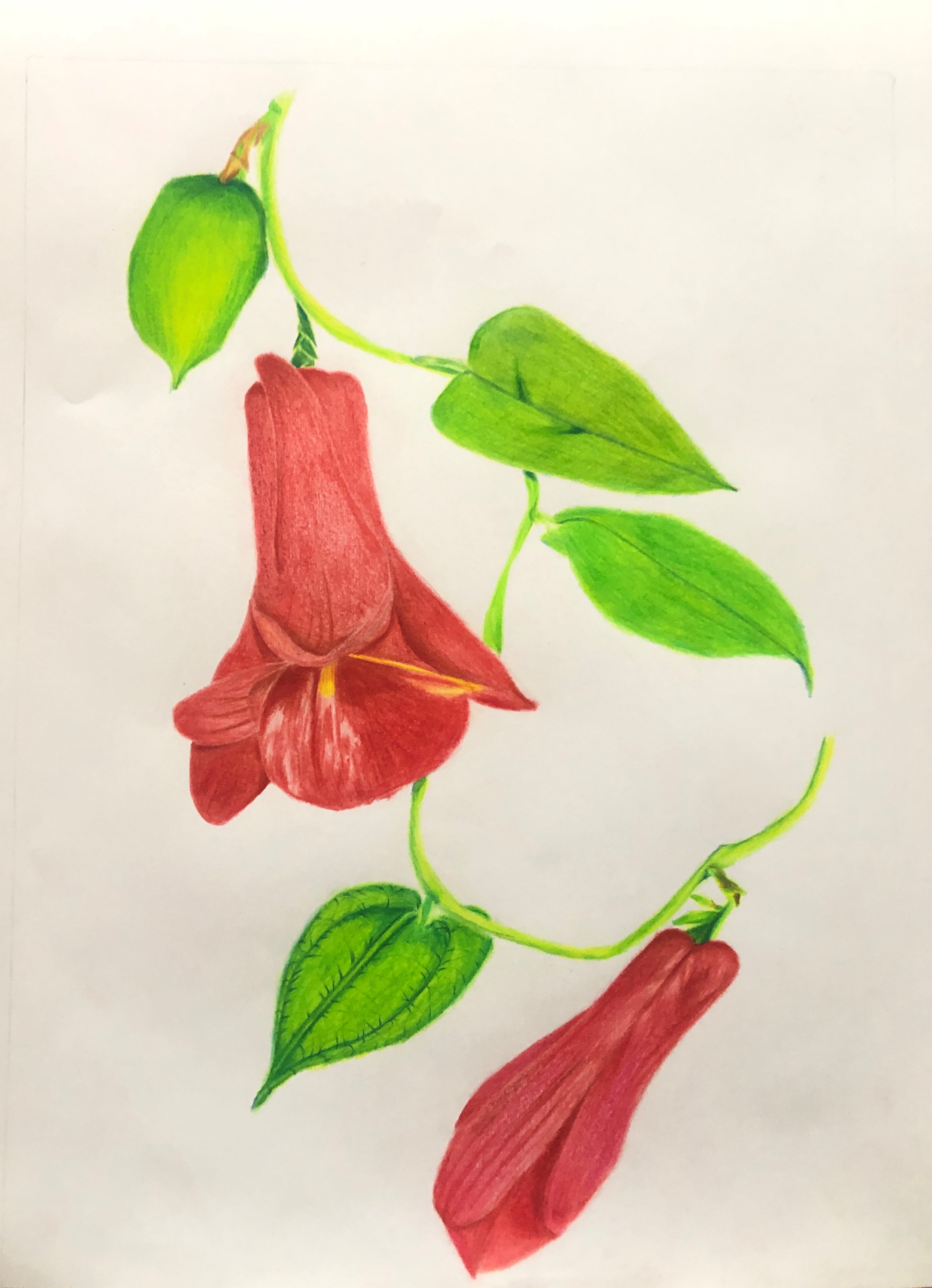 Alejandro Henriquez Alvarez (MoonlightAbnormality) | Copihue (Lapageria ...