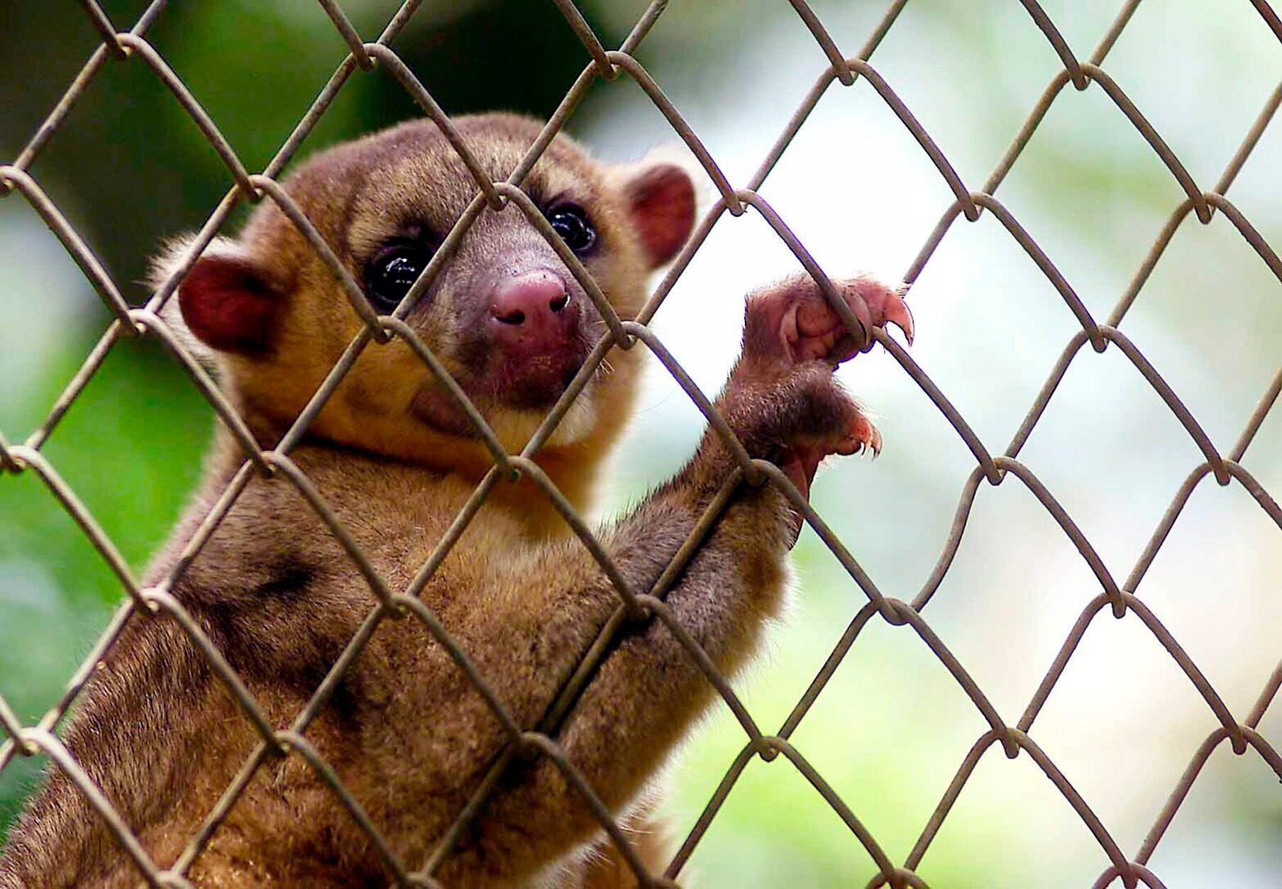 Portafolio de Brian Mancilla / Ranart | martilla-kinkajou-mapache ...