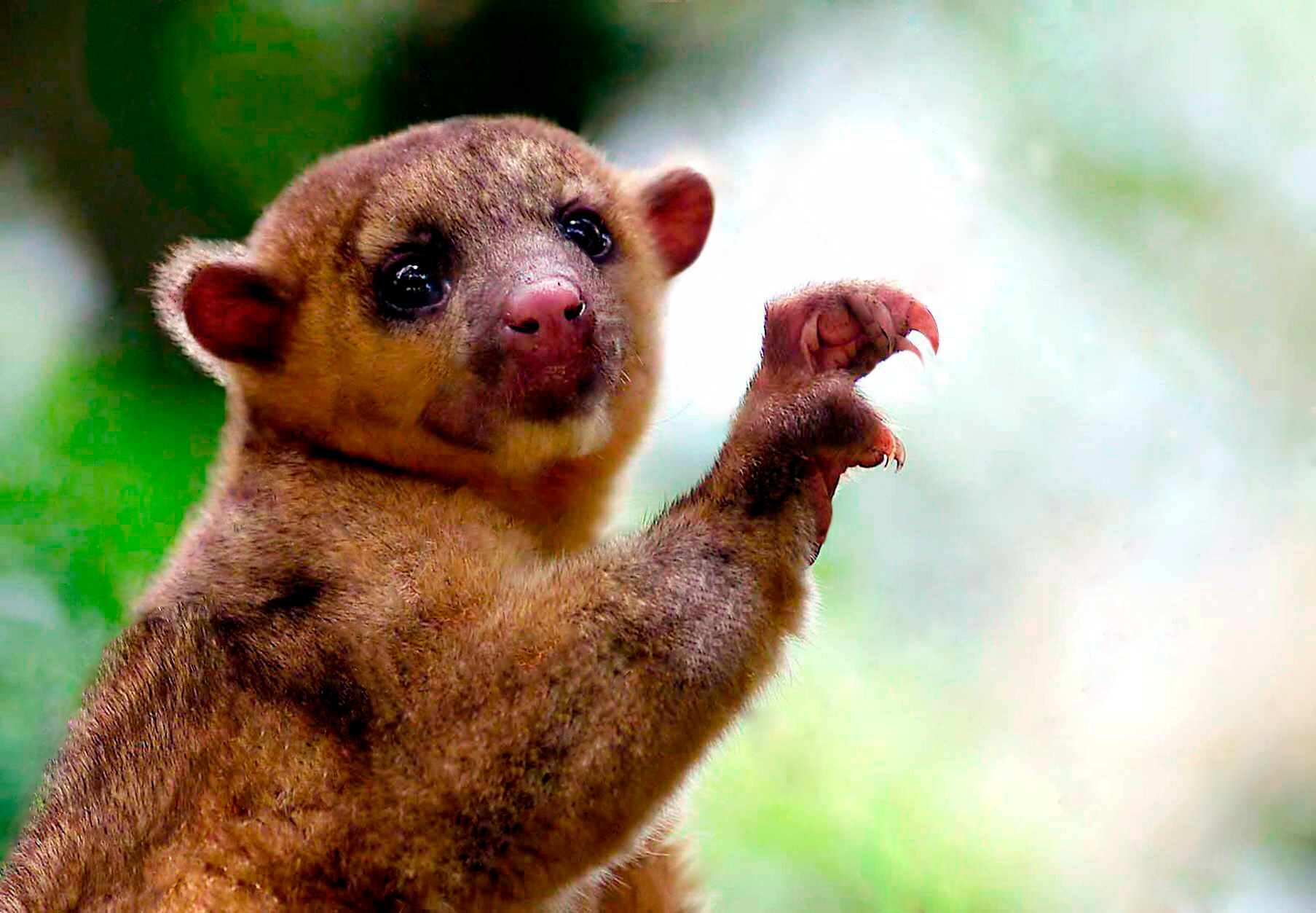 Portafolio de Brian Mancilla / Ranart | martilla-kinkajou-mapache-aaaaaaaaa